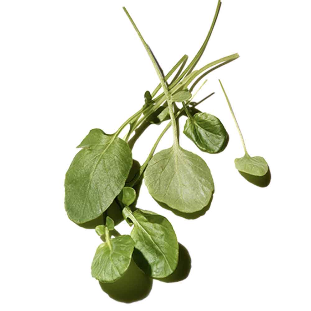 Watercress Protein - Watercress Research