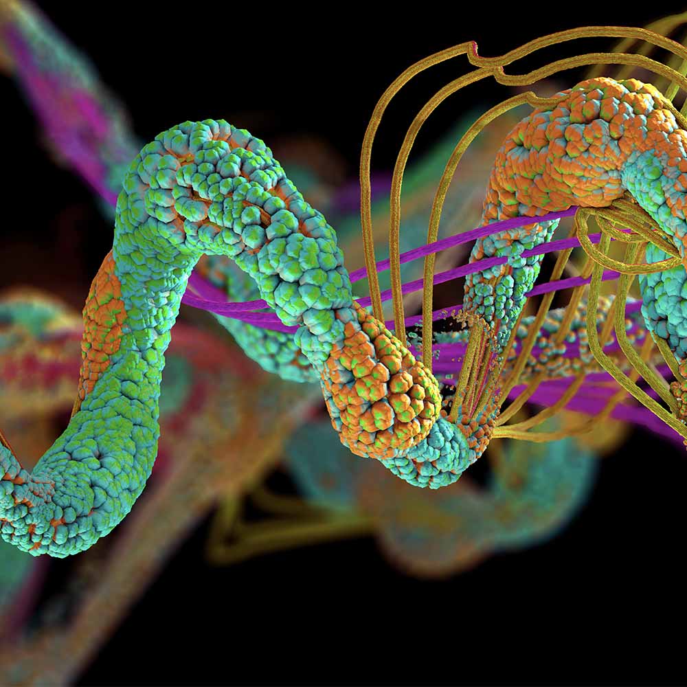 Watercress extract properties - Watercress Research