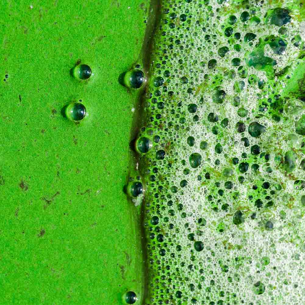 Urease in Agriculture - Watercress Research