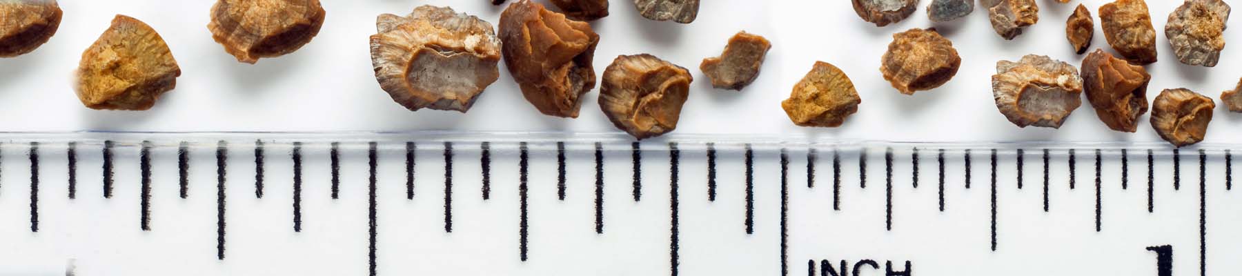 What is Urease? - Watercress Research