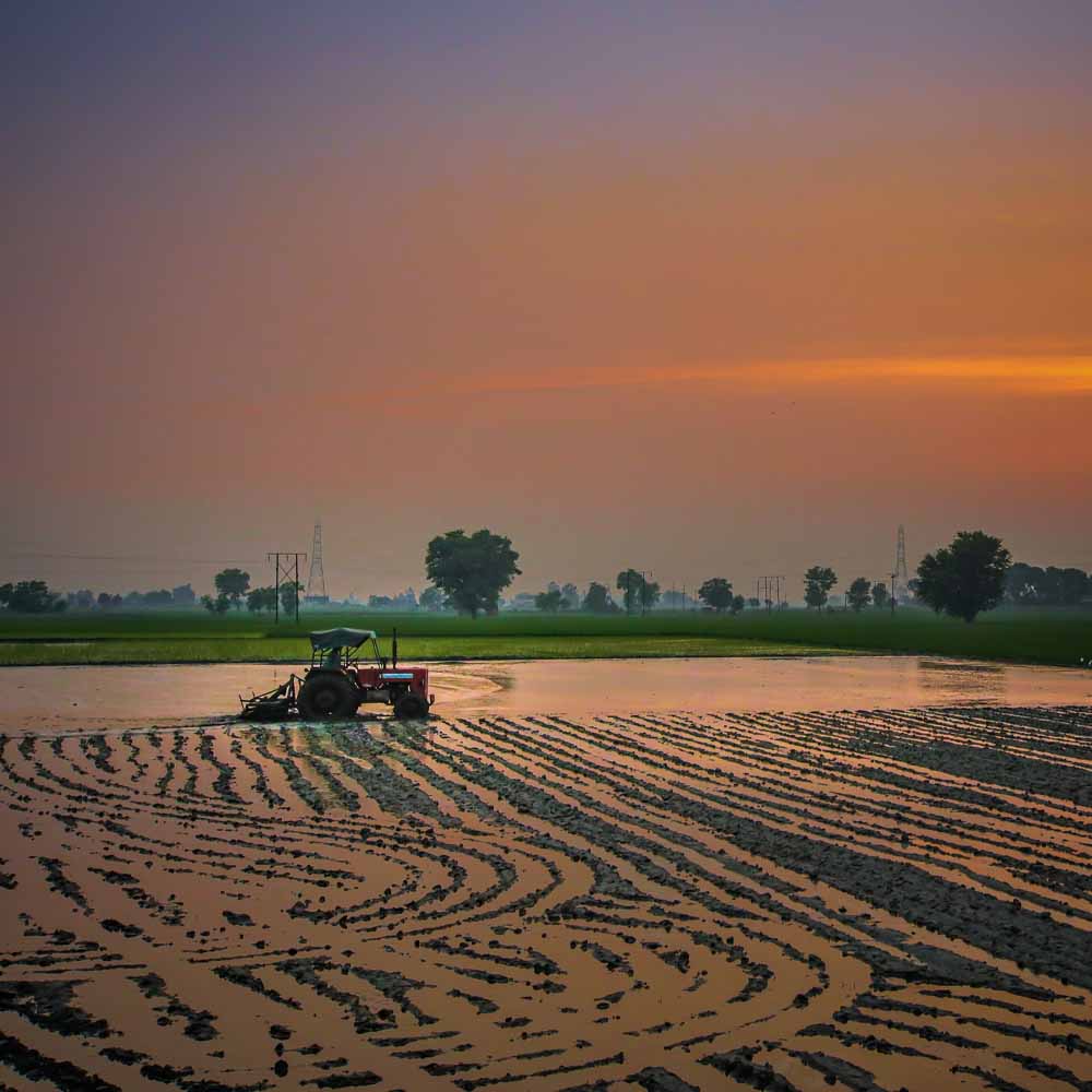 Urease in Agriculture - Watercress Research