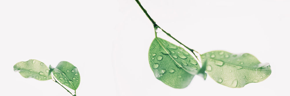 Meet The Team - Watercress Research